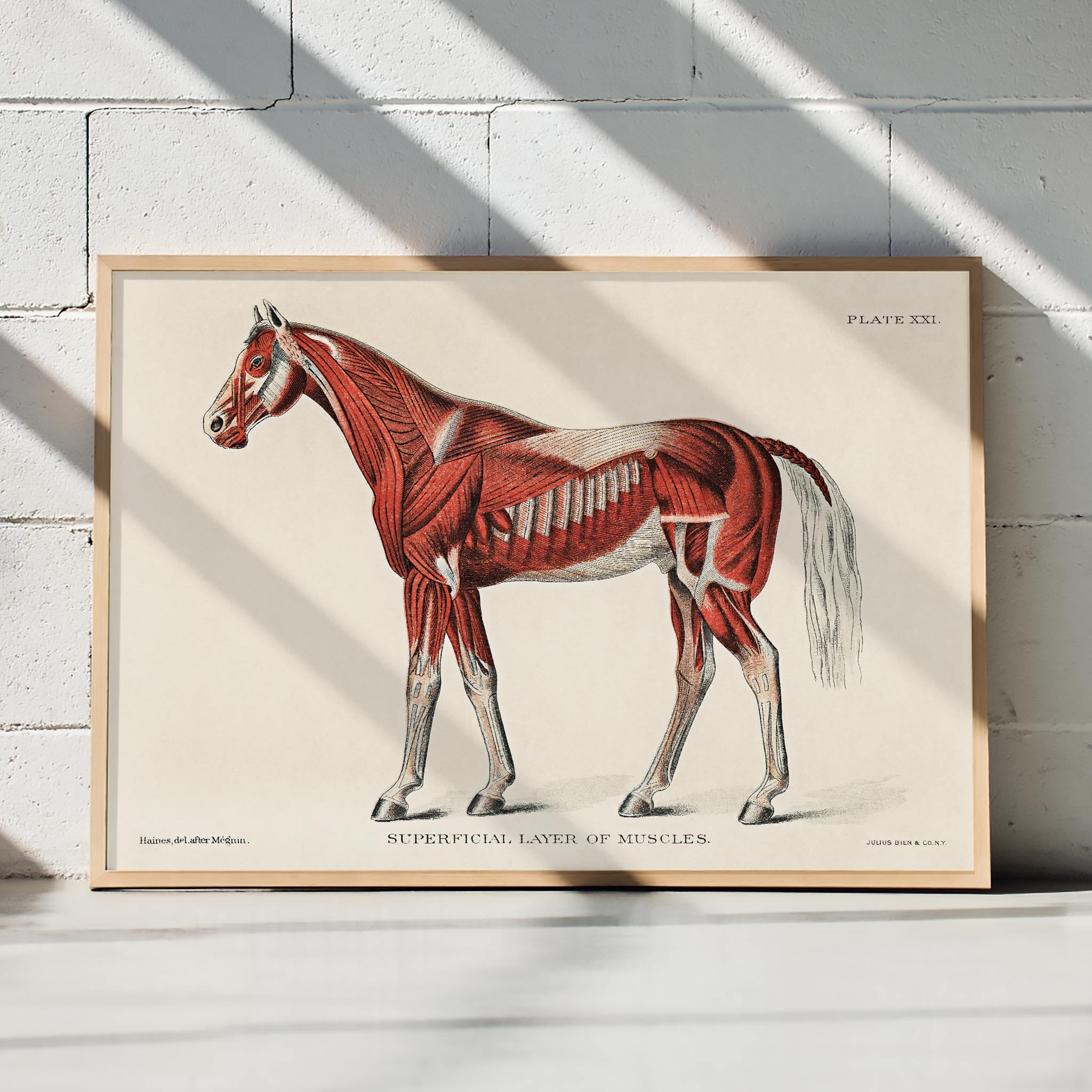 Poster | Superficial Layer of Muscles equine medical illustration 1904 ...